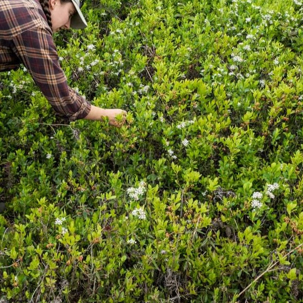 Aronia melanocarpa var. depressa - Dwarf Black Chokeberry – Gowanus ...