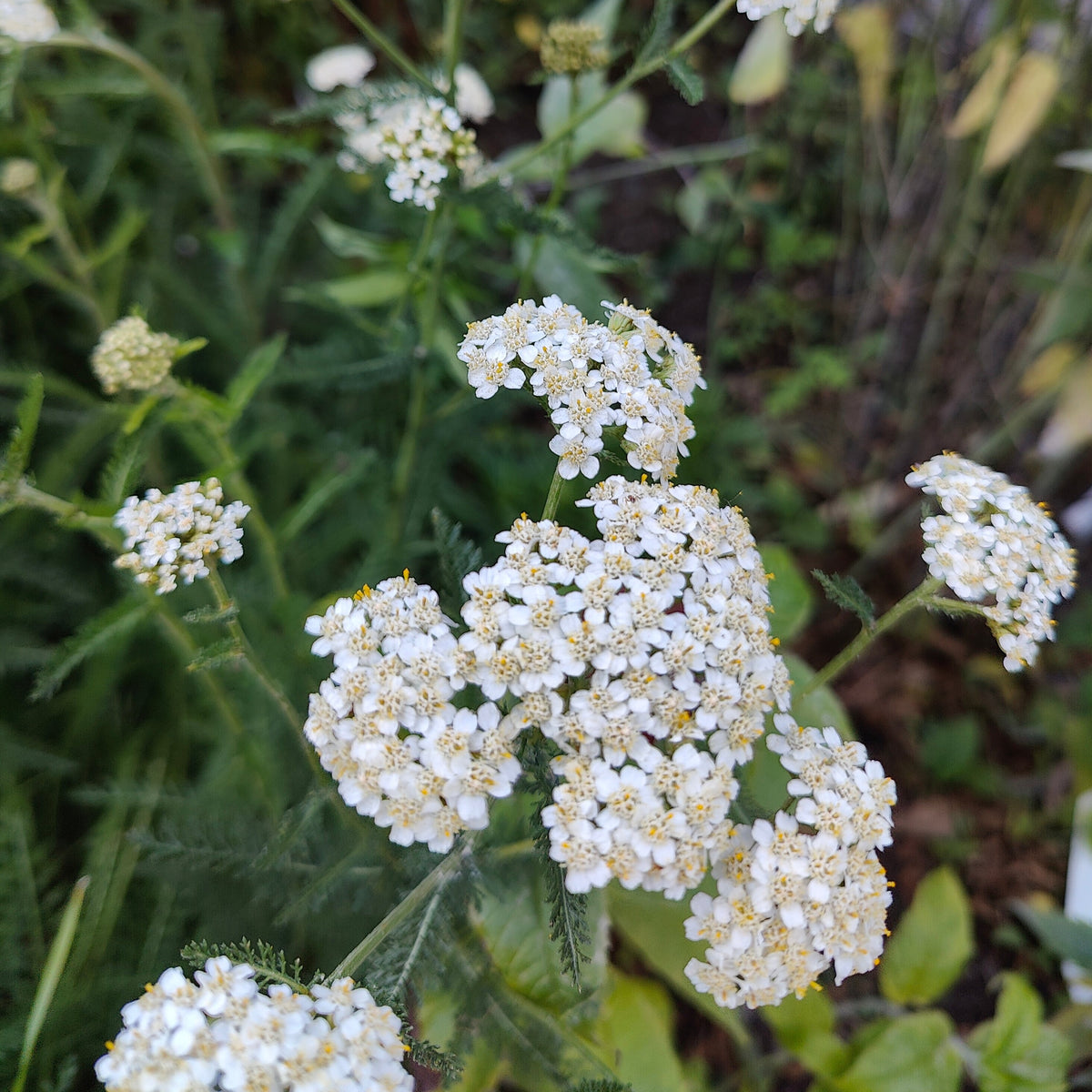 White Yarrow Plant