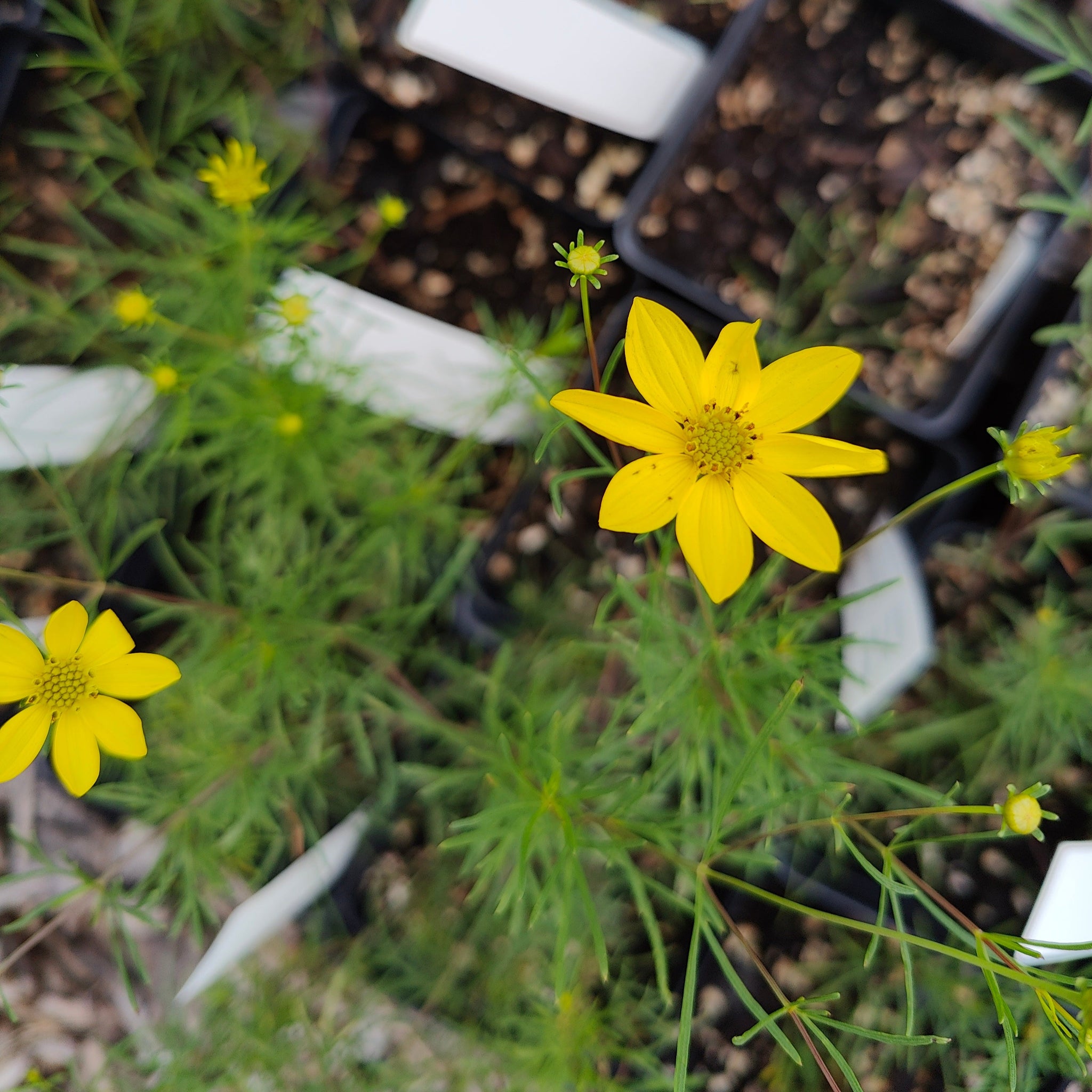Coreopsis verticillata - Threadleaf tickseed – Gowanus Canal Conservancy