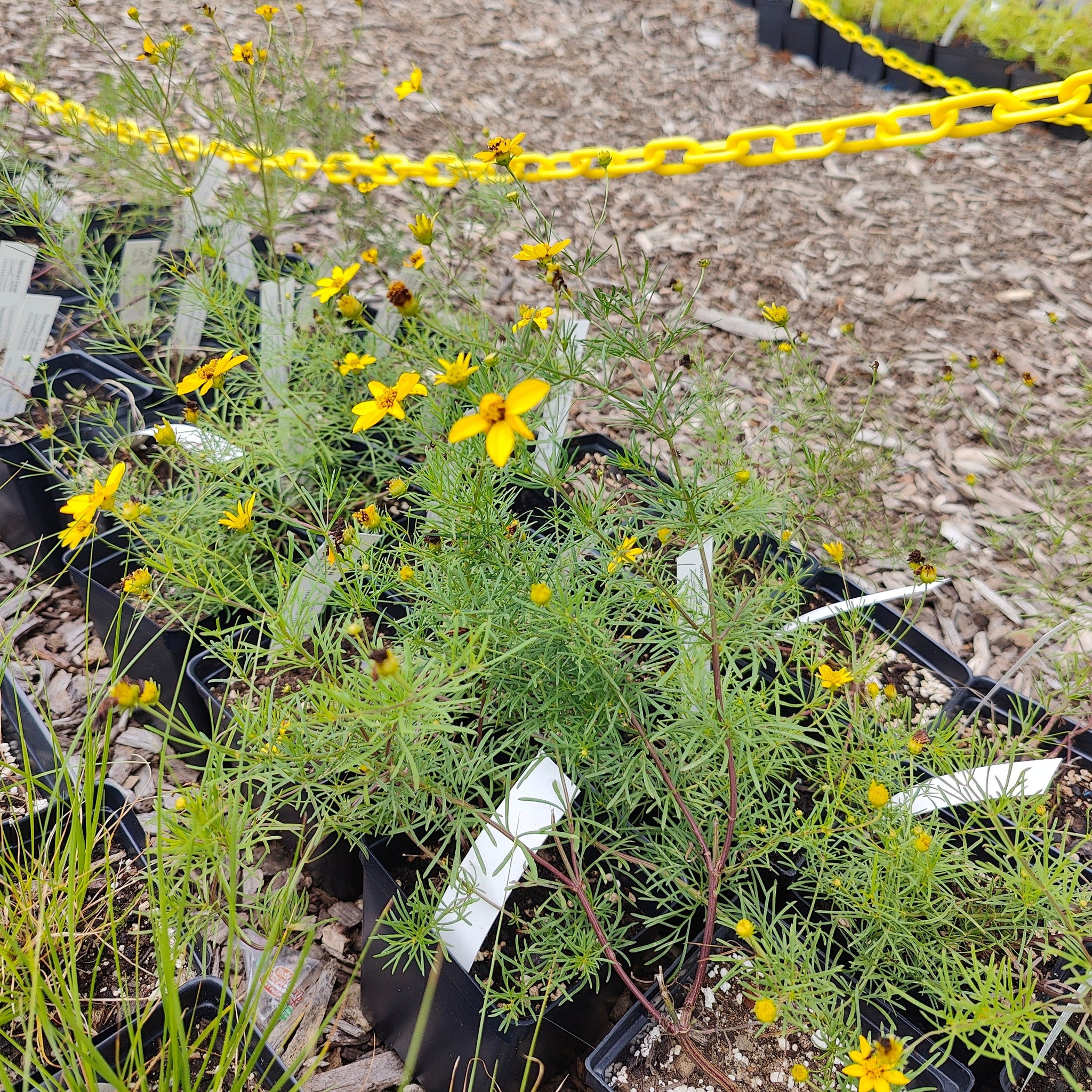 Coreopsis verticillata - Threadleaf tickseed – Gowanus Canal Conservancy