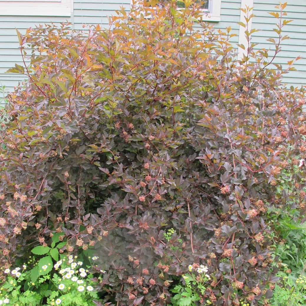 Physocarpus opulifolius - Common Ninebark – Gowanus Canal Conservancy