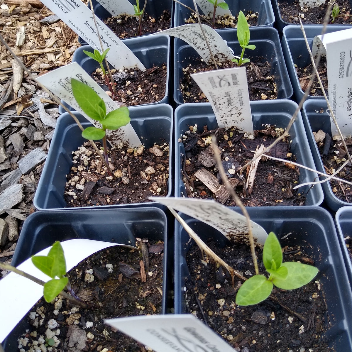 Swamp Milkweed Seedling
