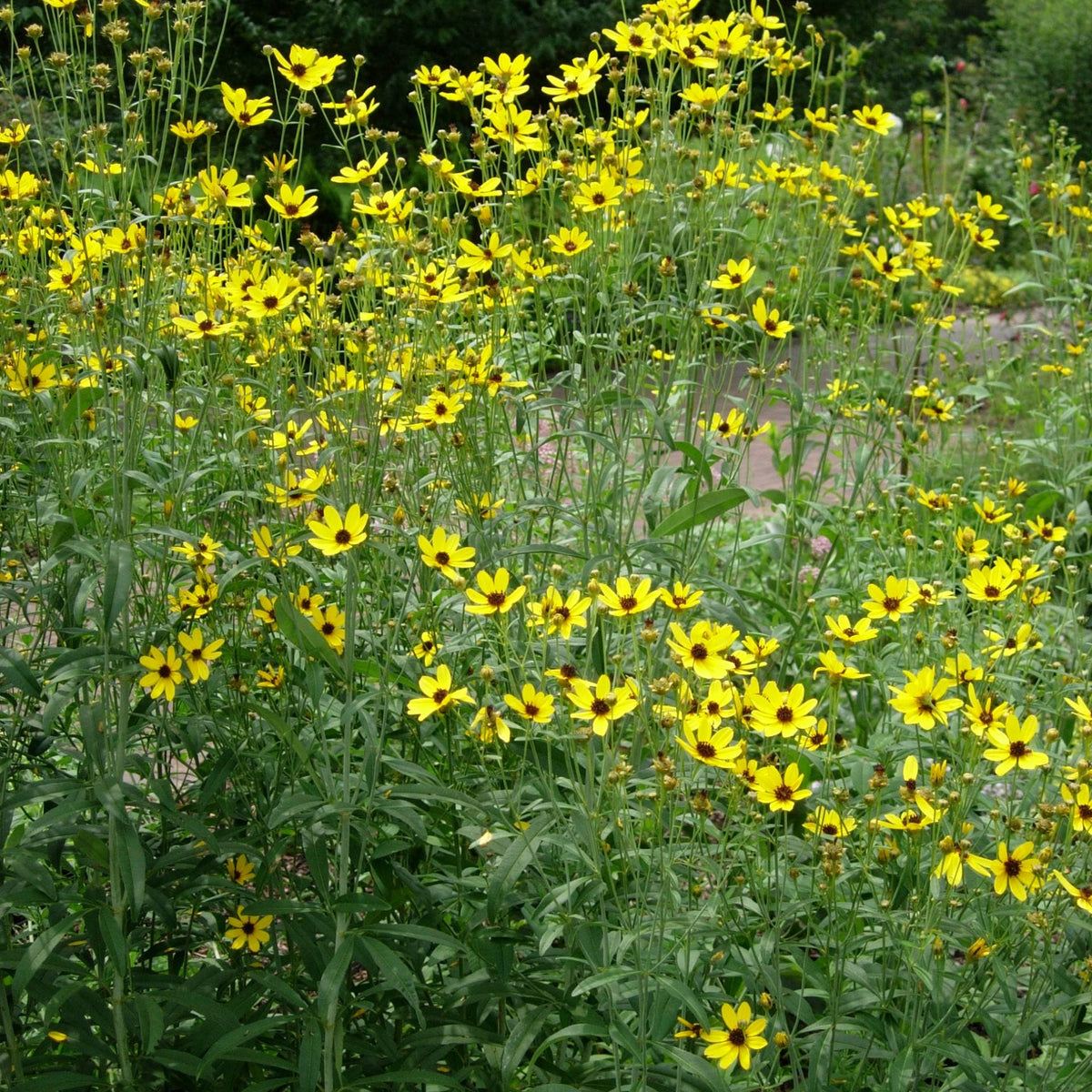 Coreopsis tripteris - Gold Standard – Gowanus Canal Conservancy