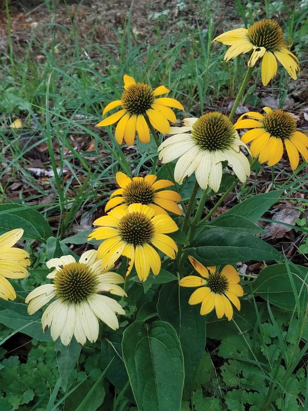 yellow echinacea