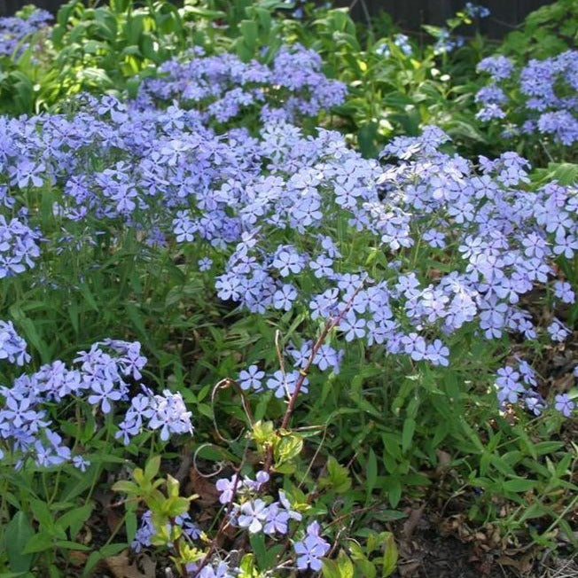 Phlox divaricata - Wild Blue Phlox – Gowanus Canal Conservancy