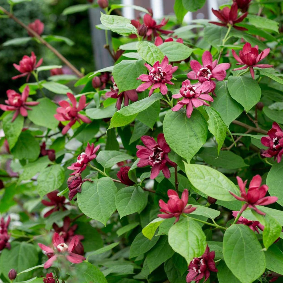 Calycanthus raulstonii 'Hartlage Wine' - Carolina allspice – Gowanus ...