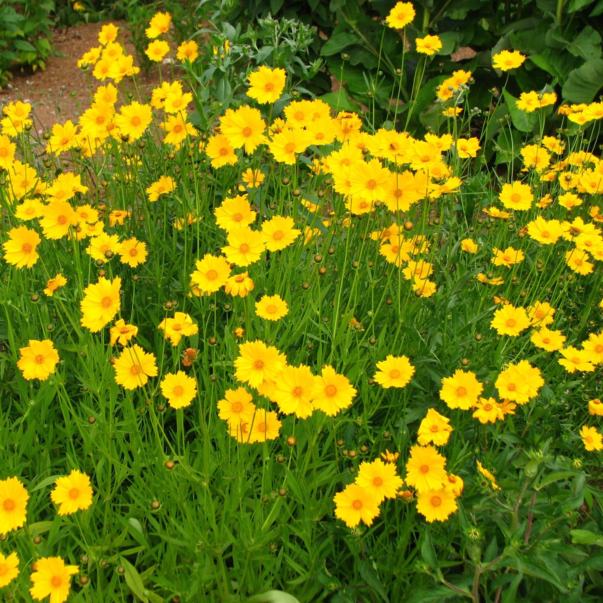 Coreopsis grandiflora - Large-flowered tickseed – Gowanus Canal Conservancy