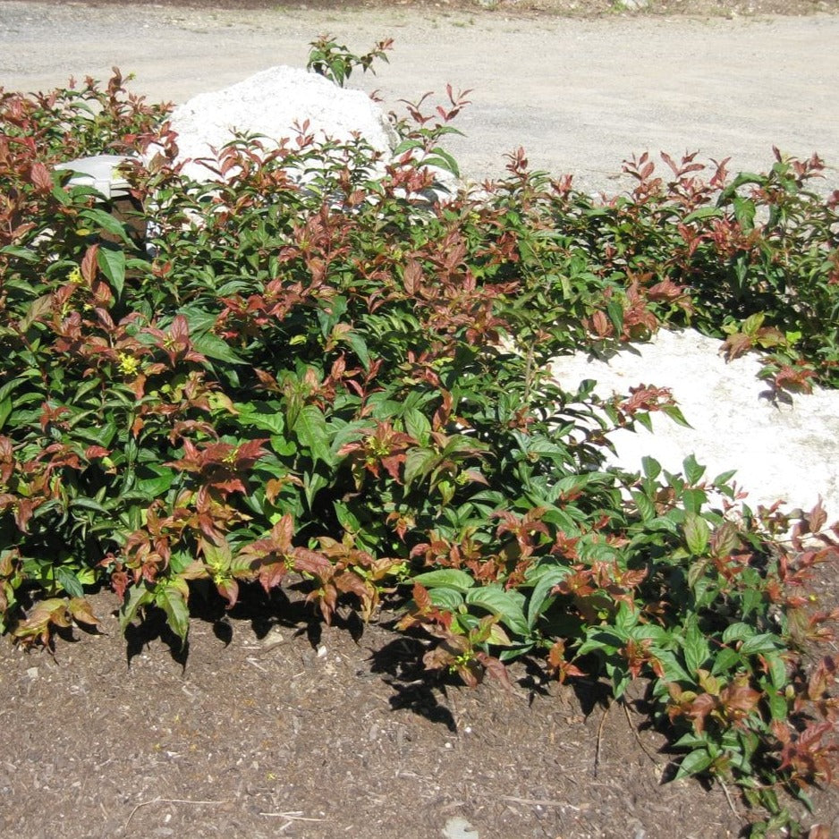 Dwarf Bush Honeysuckle Shrub