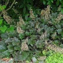 Heuchera longiflora - Longflower Alumroot – Gowanus Canal Conservancy