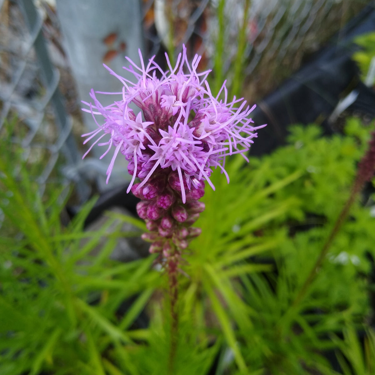 Liatris Flower