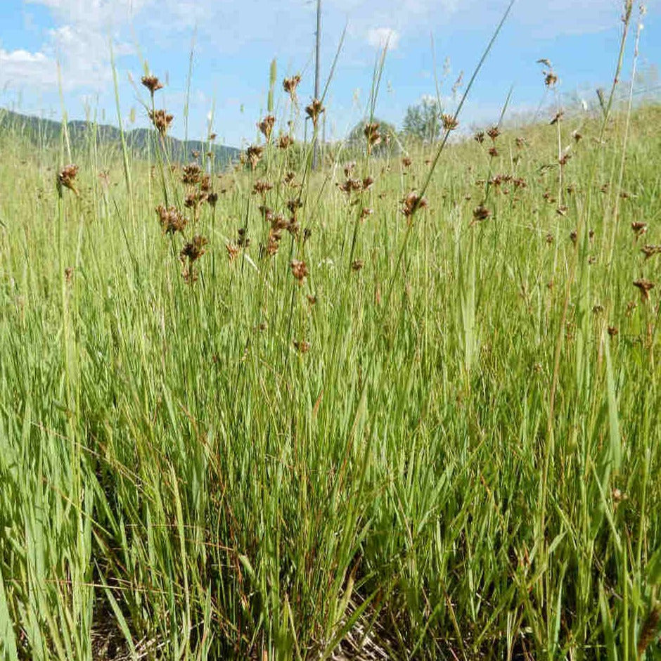 Juncus tenuis - Path rush – Gowanus Canal Conservancy