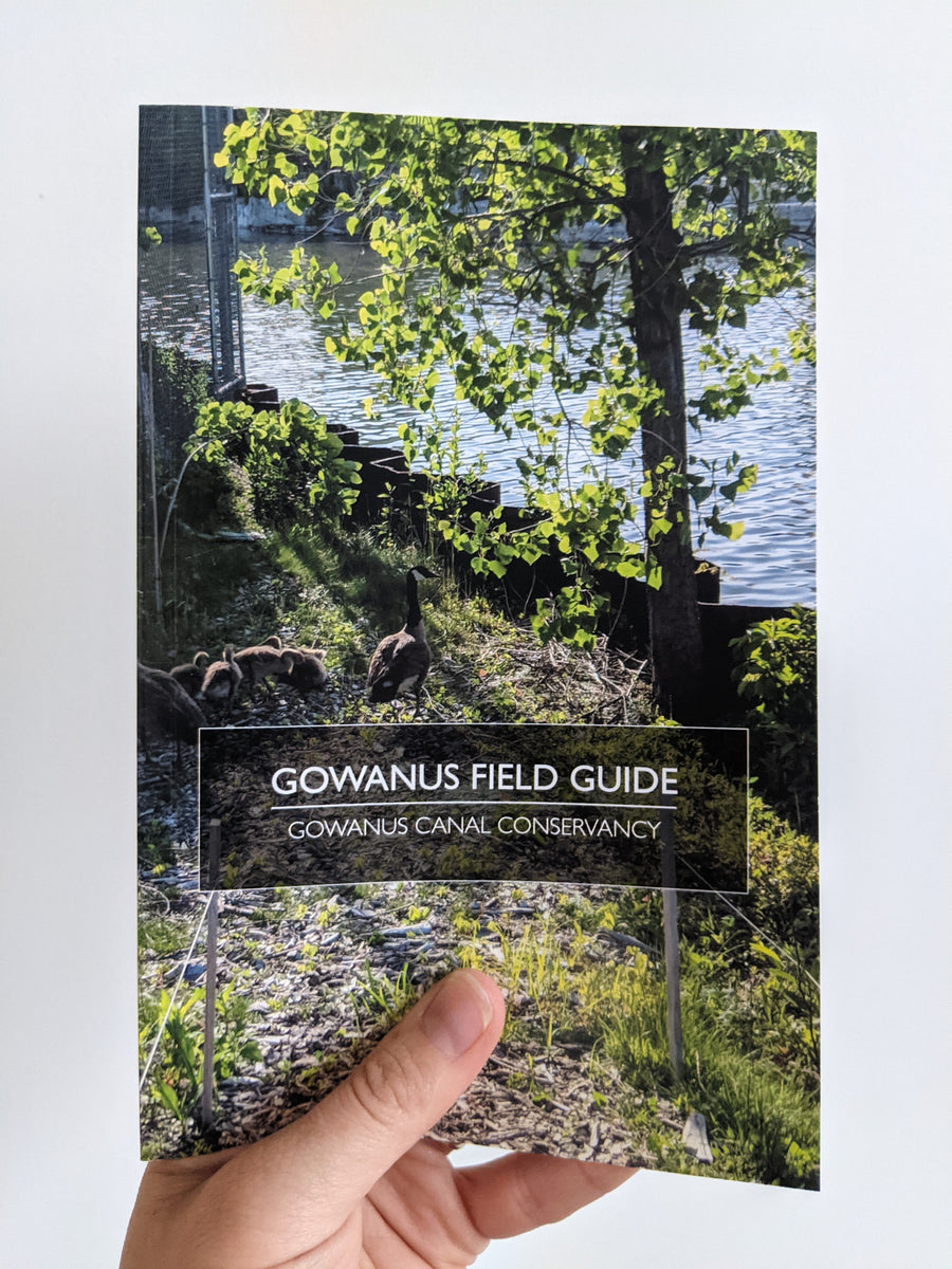 Gowanus Field Guide – Gowanus Canal Conservancy