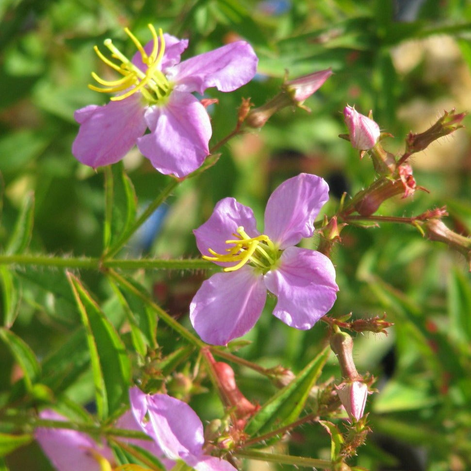 Rhexia virginica - Virginia meadow-beauty – Gowanus Canal Conservancy