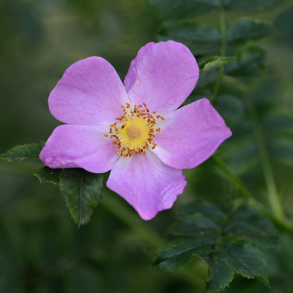 Rosa virginiana - Virginia Rose – Gowanus Canal Conservancy