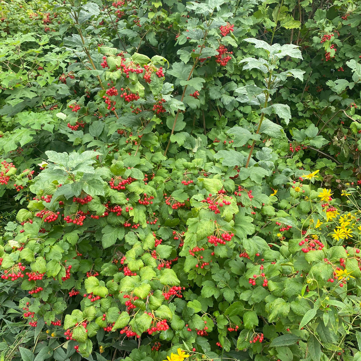 Viburnum trilobum - American cranberrybush viburnum – Gowanus Canal ...
