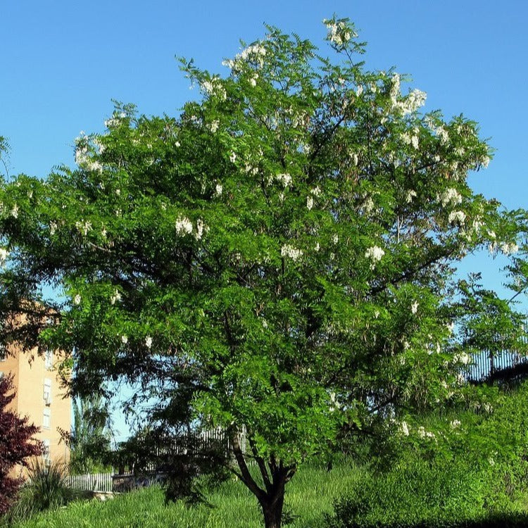 Robinia Pseudoacacia